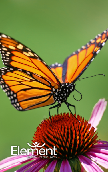 2 Minute Debit Cards - Get Your Debit Card Fast at Element FCU