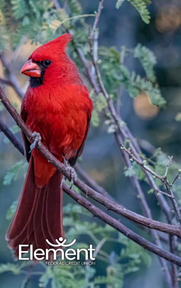 2 Minute Debit Cards - Get Your Debit Card Fast at Element FCU